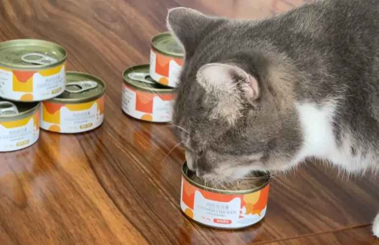 Can wet food hydrate your cat? - HsViko Pet Supplements
