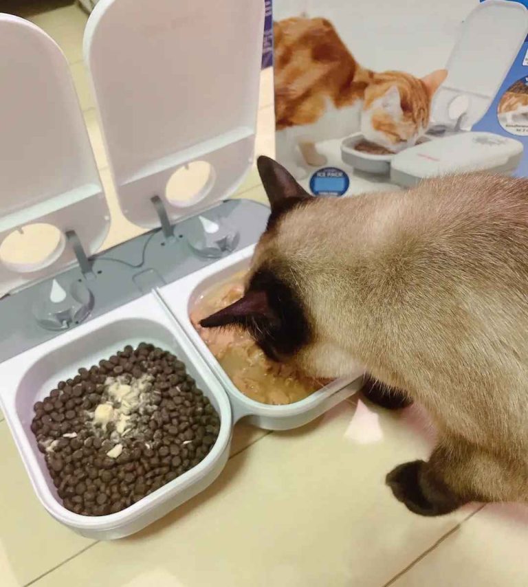 Can you mix wet and dry cat food? Benefits and optimal ratio - HsViko ...