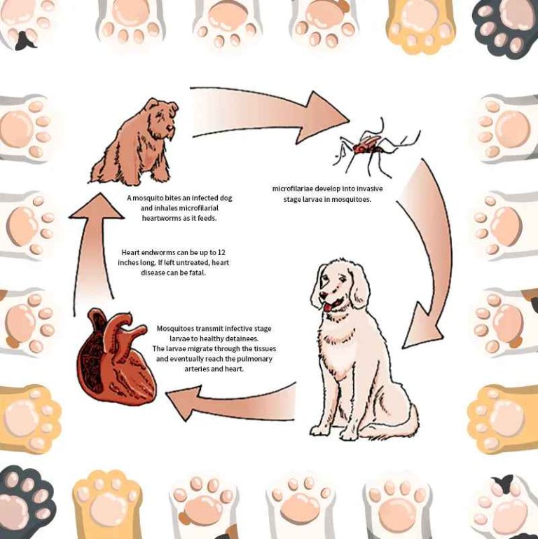 Heartworm Prevention and Treatment for Dogs - HsViko Pet Supplements