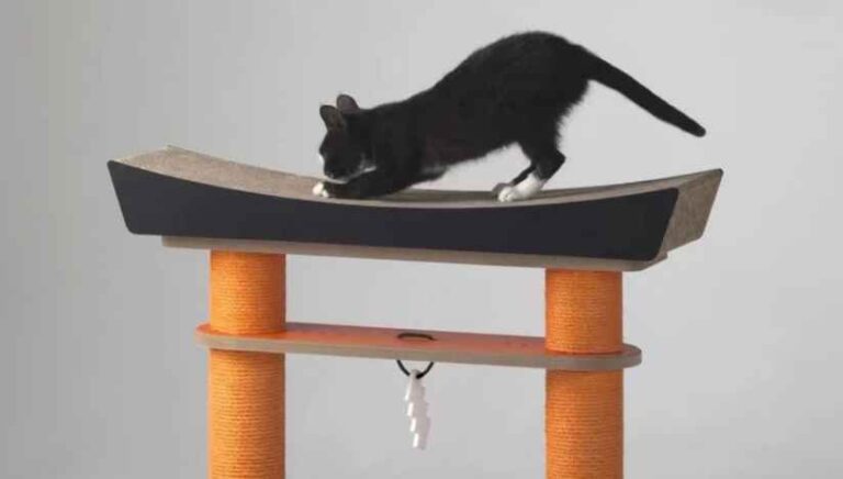 Cat Exercise and Nutritional Balance Guide: Boosting Cat Health with ...
