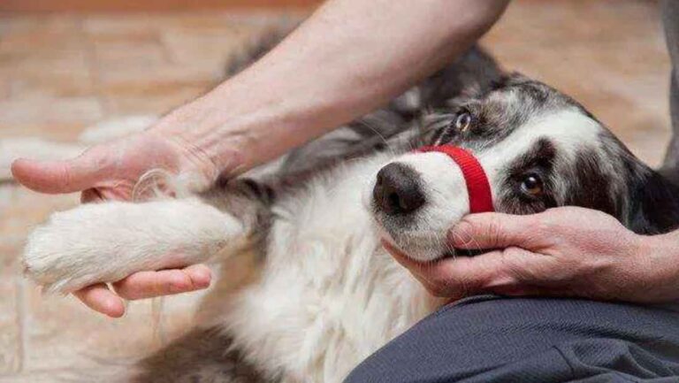 Glucosamine for Dogs: Side Effects, Benefits, and Safe Dosage ...